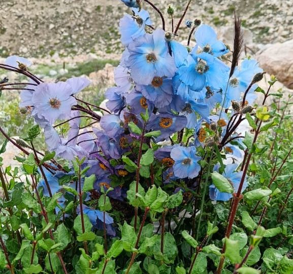 Himalayan Blue Poppy is Ladakh’s State Flower - Indus Dispatch