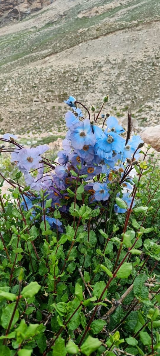 Himalayan Blue Poppy is Ladakh’s State Flower - Indus Dispatch