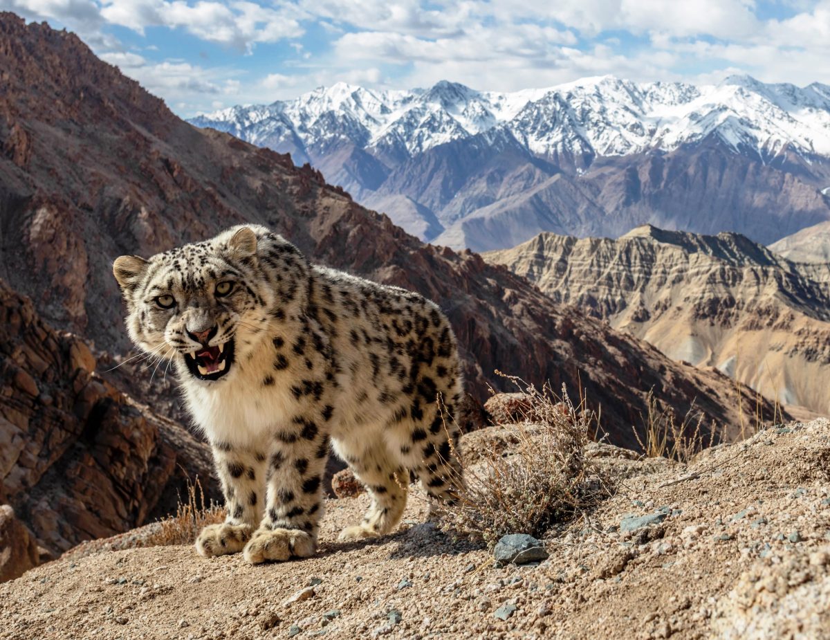 718 snow leopards found in India, over 50% in Ladakh: MoEFCC Report ...