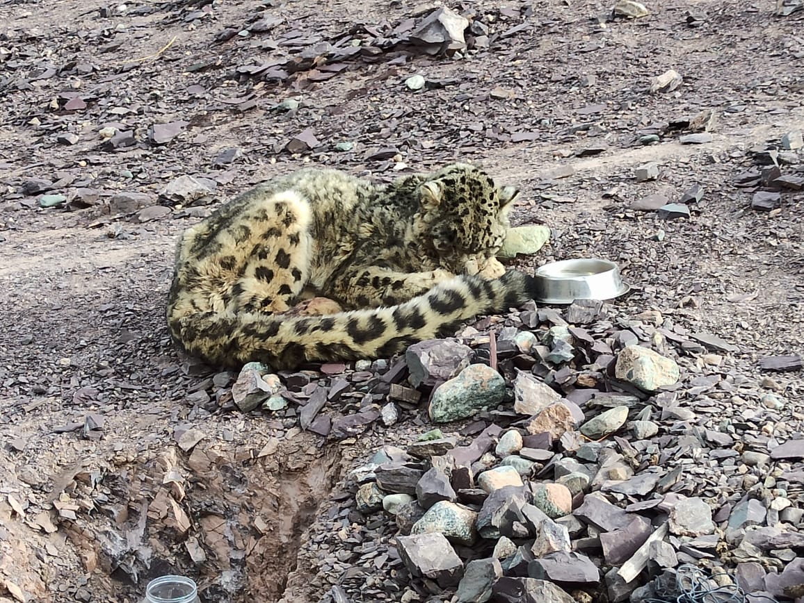 Army rescues injured Snow Leopard in Leh - Indus Dispatch